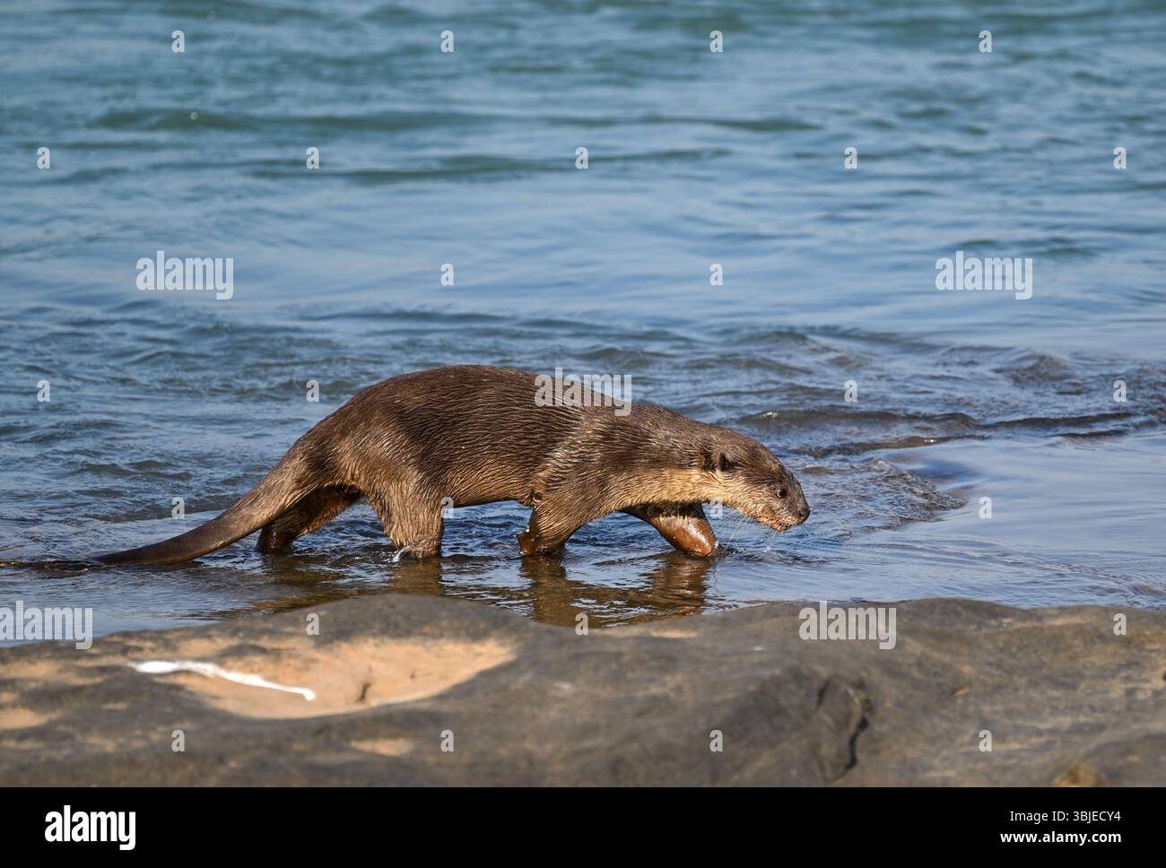 Smooth-coated otter is a freshwater otter species from regions of South ...