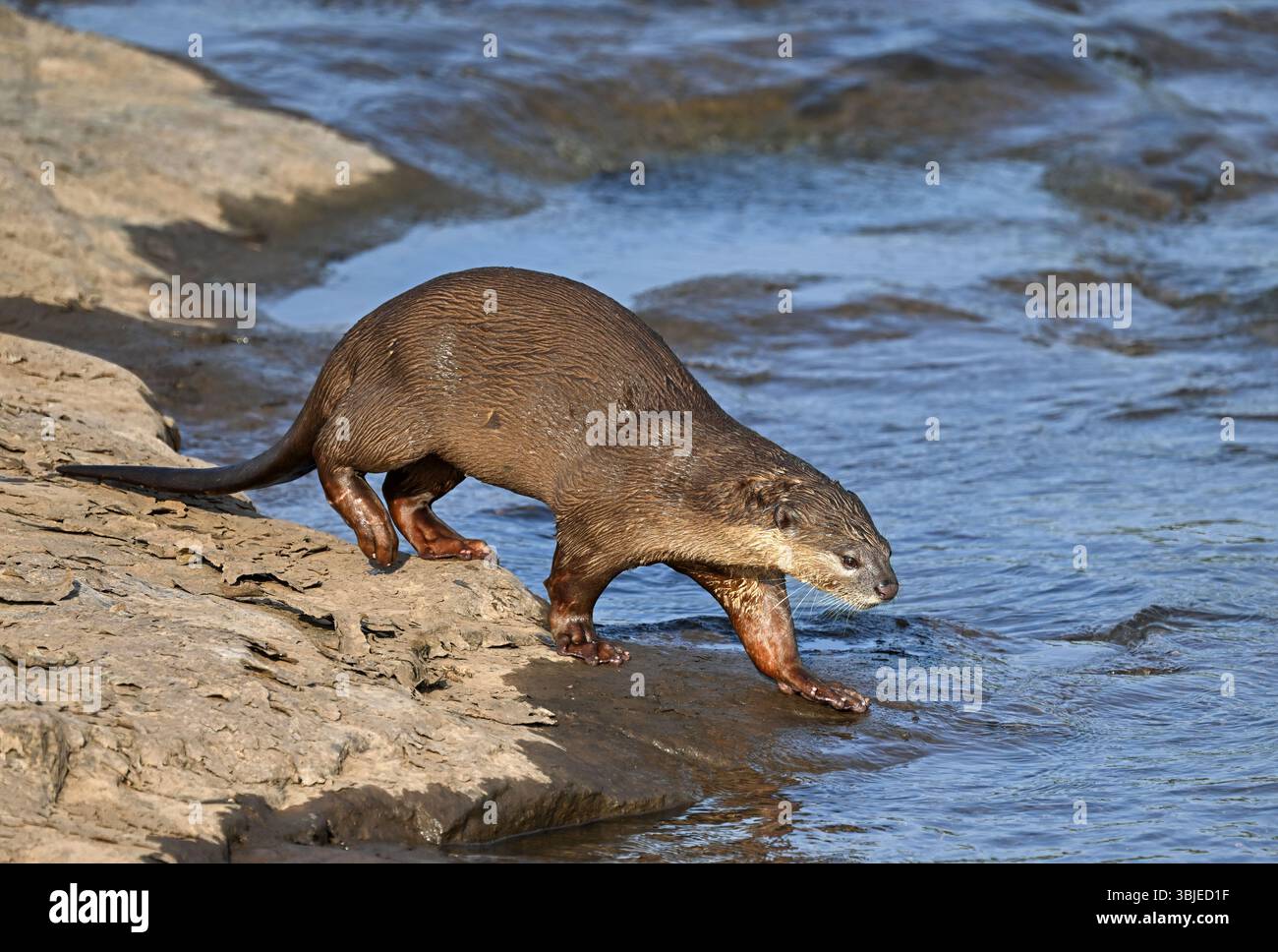 Smooth-coated otter is a freshwater otter species from regions of South ...