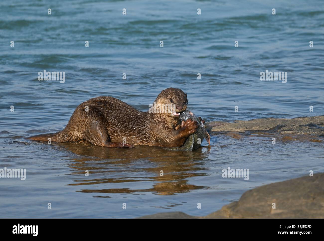 Smooth-coated Otter is a freshwater otter species from regions of South ...