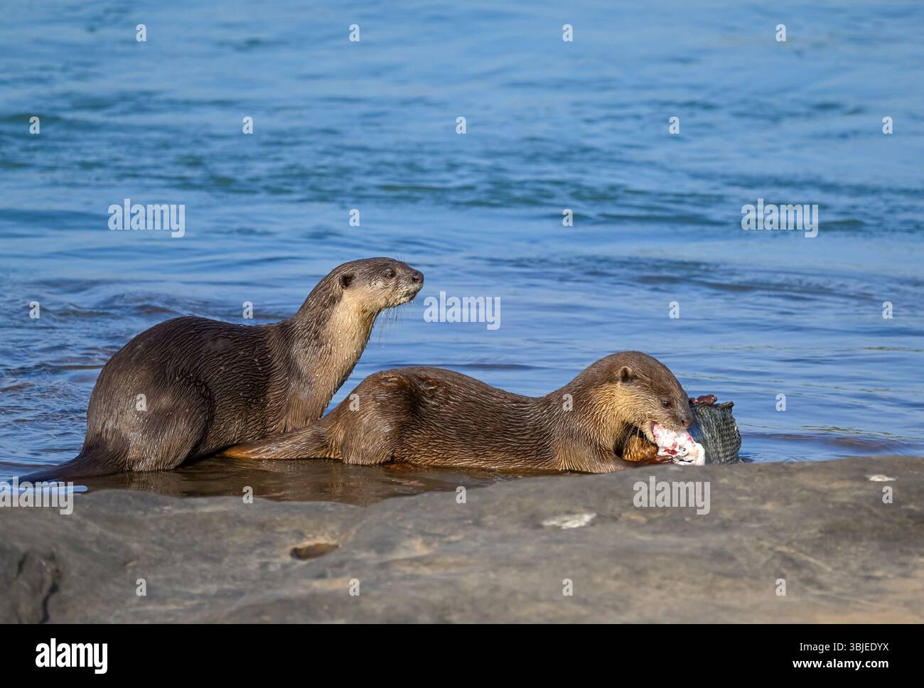 Smooth-coated otter is a freshwater otter species from regions of South ...