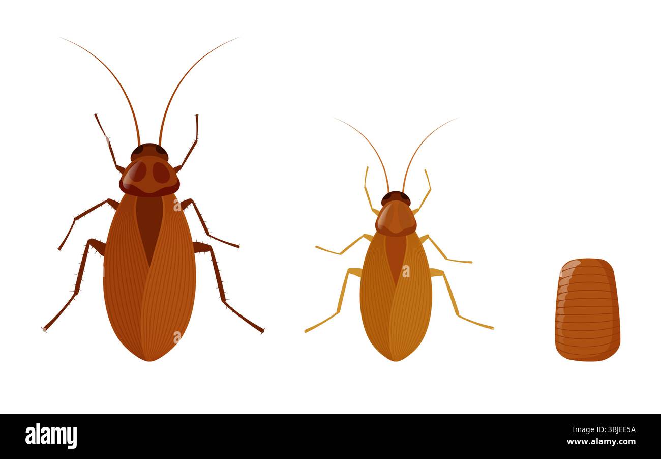 Cockroach lifecycle showing growth stages from nymph to adult insect ...
