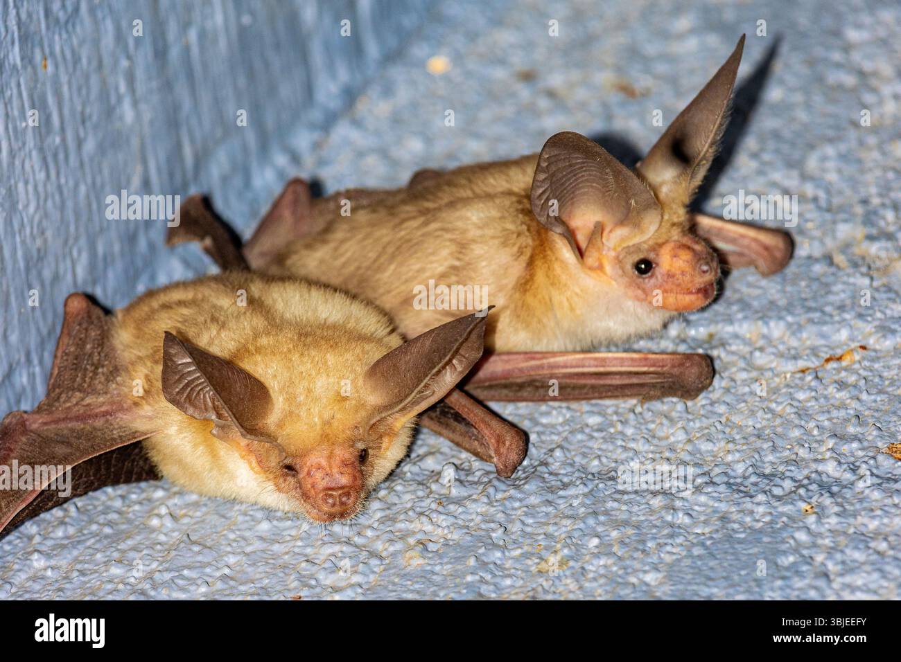 Little brown bats looking to go out at night for dinner Stock Photo - Alamy