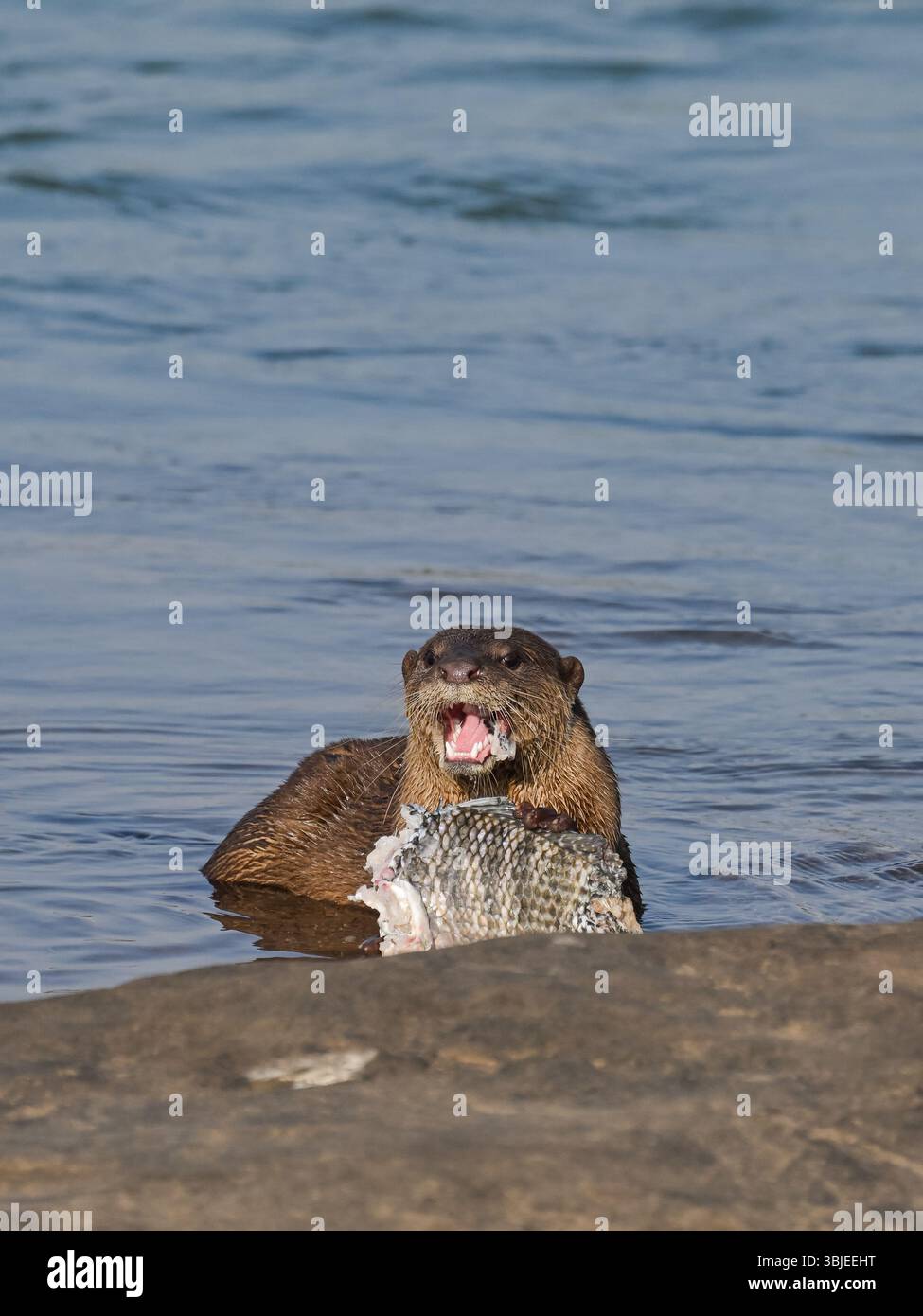 Smooth-coated Otter is a freshwater otter species from regions of South ...