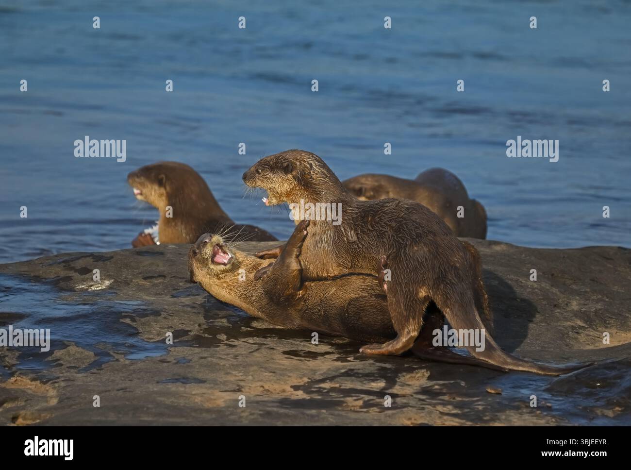 Smooth-coated otter is a freshwater otter species from regions of South ...