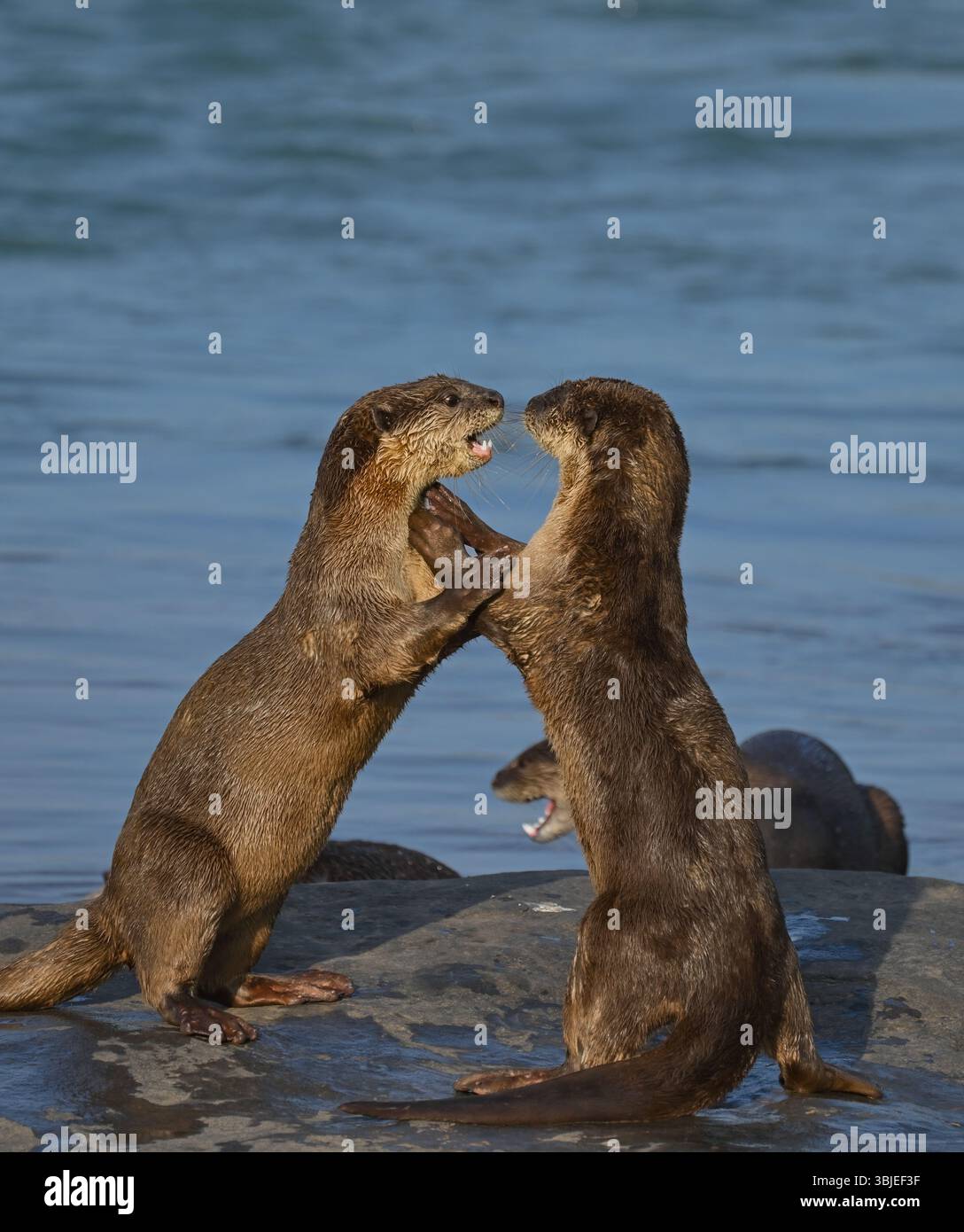 Smooth-coated otter is a freshwater otter species from regions of South ...