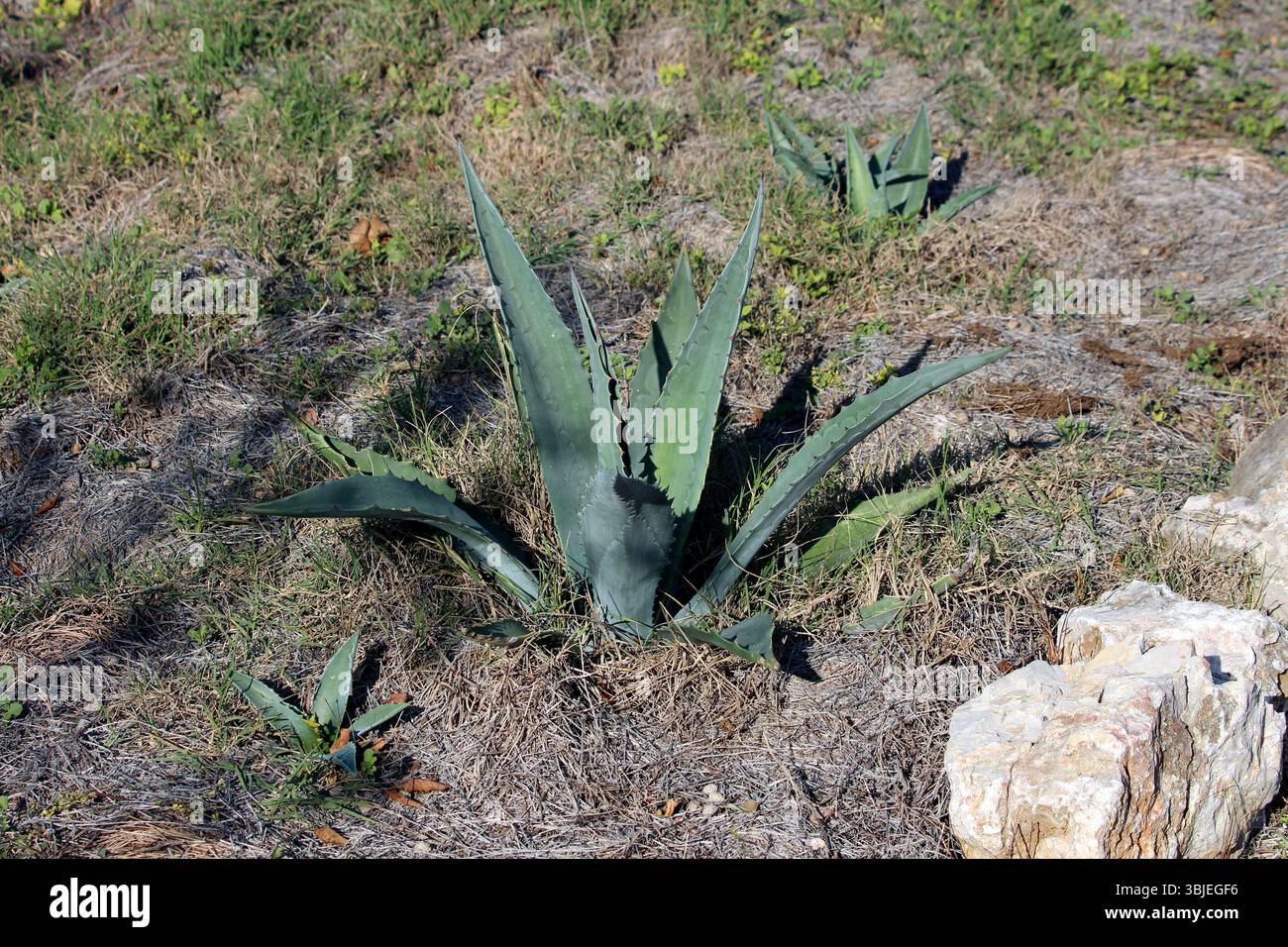 Agave rosette hi-res stock photography and images - Alamy