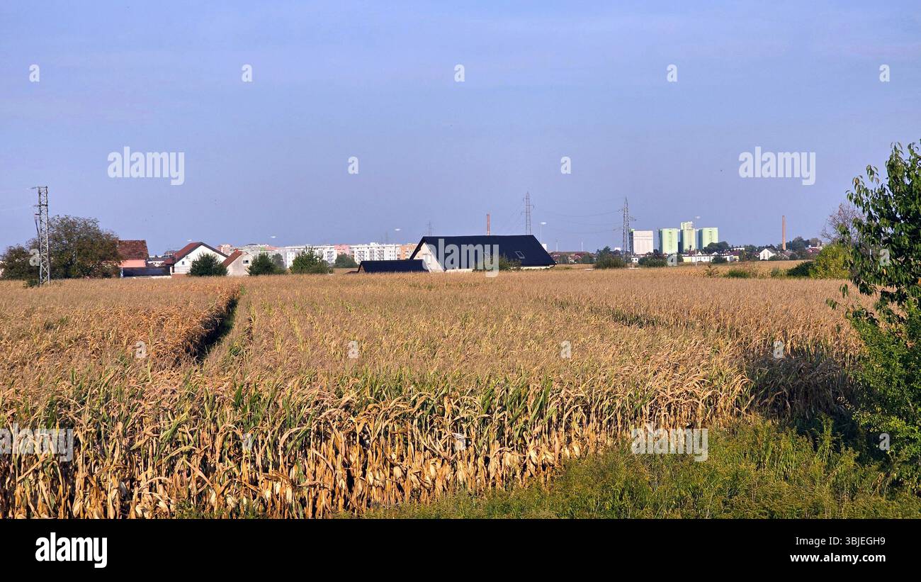 Expansive cornfield with golden-brown stalks stretches toward the ...