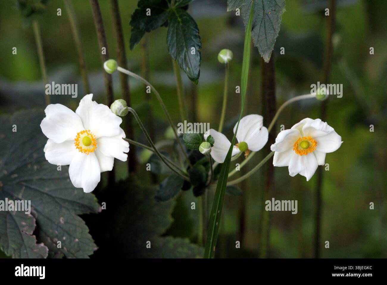 Delicate plant stem features hi-res stock photography and images - Alamy
