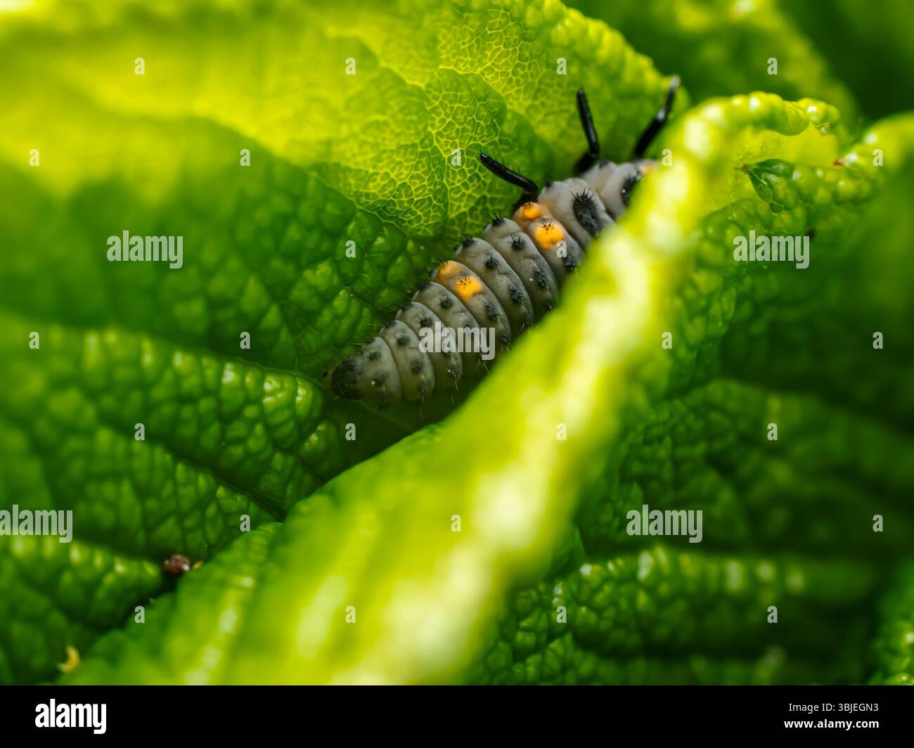 Macro shot a small ladybird larva resting on vibrant green layers of ...