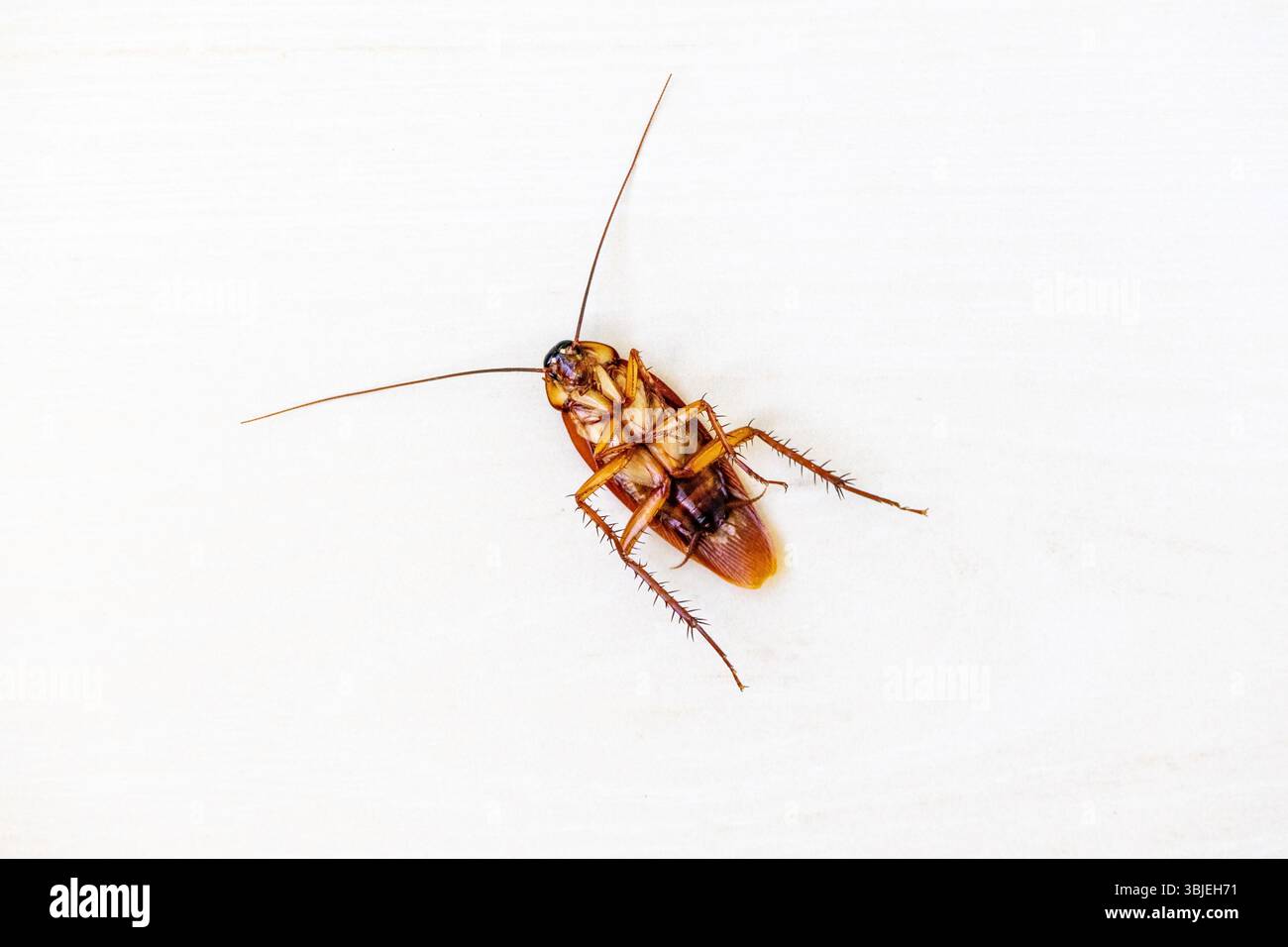 Dead Cockroach Isolated on White. Upside Down Top View. Insect Pest ...