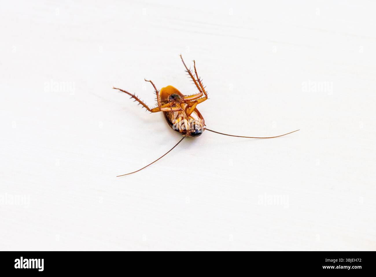 Dead cockroach isolated on white background, upside down. Pest control ...