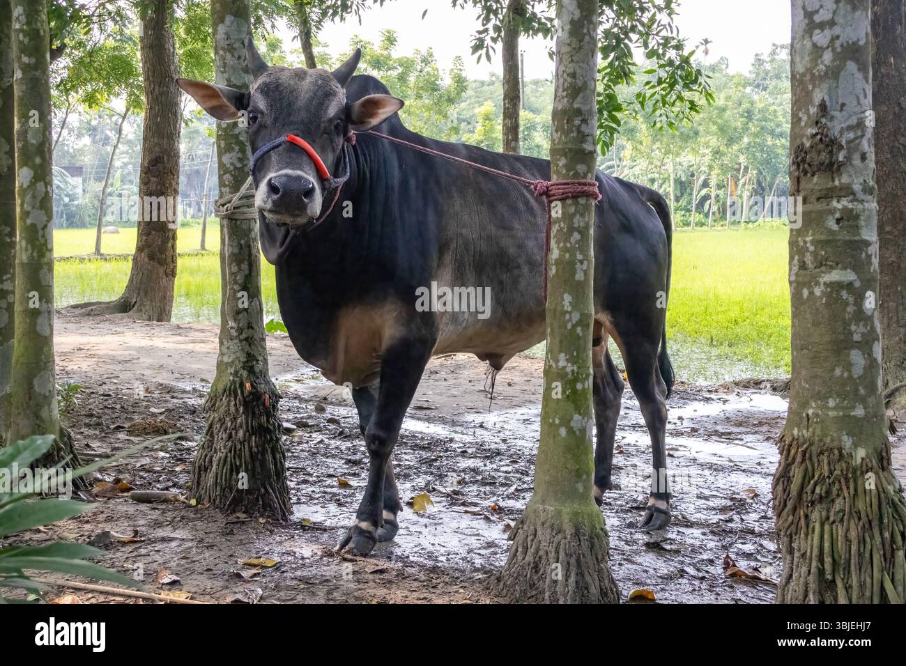 Black cow looks forward, tied to betel nut tree in rural Bangladesh ...