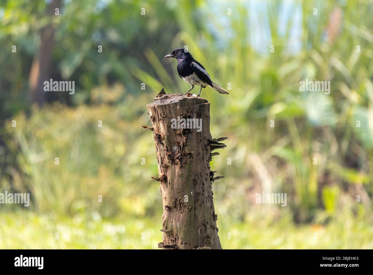 Doyel doel bangladesh hi-res stock photography and images - Alamy