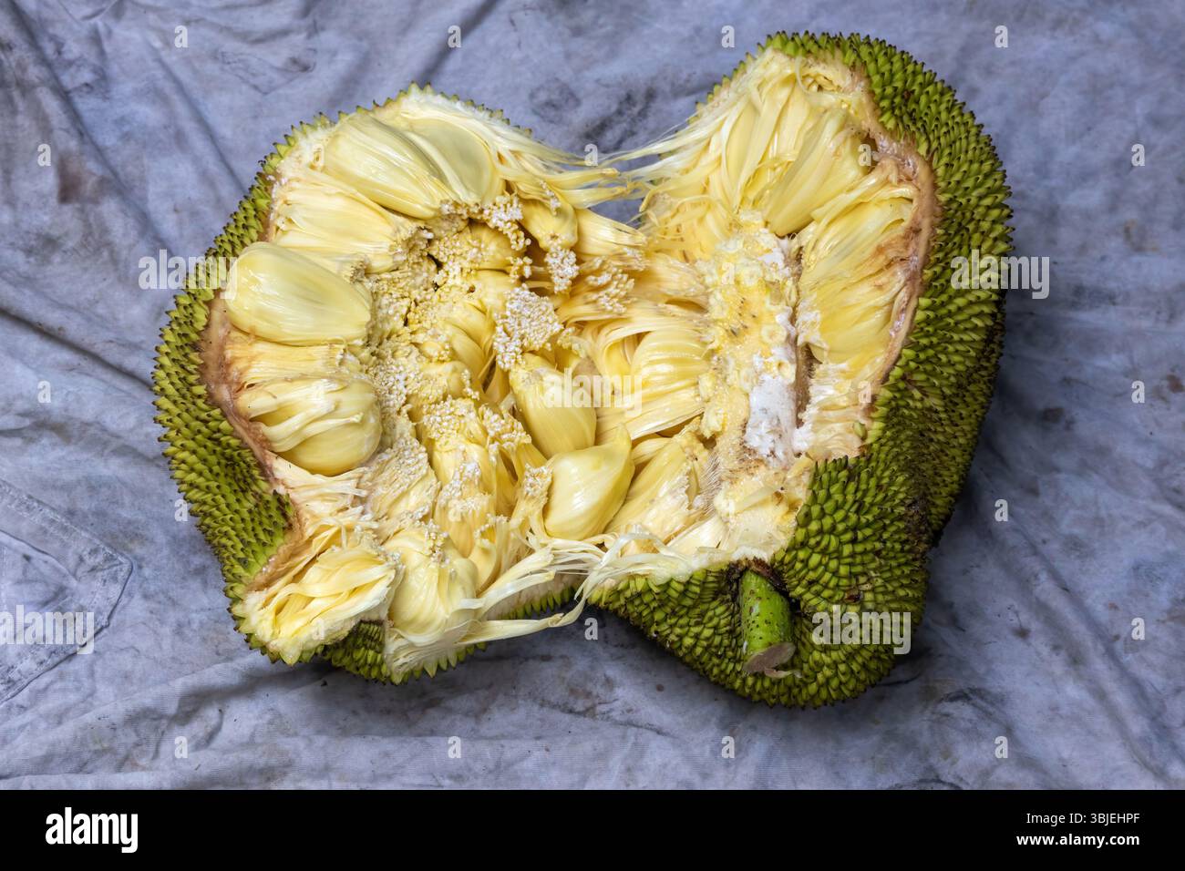 Inside view of a ripe jackfruit with sweet, juicy pods. Also known as ...