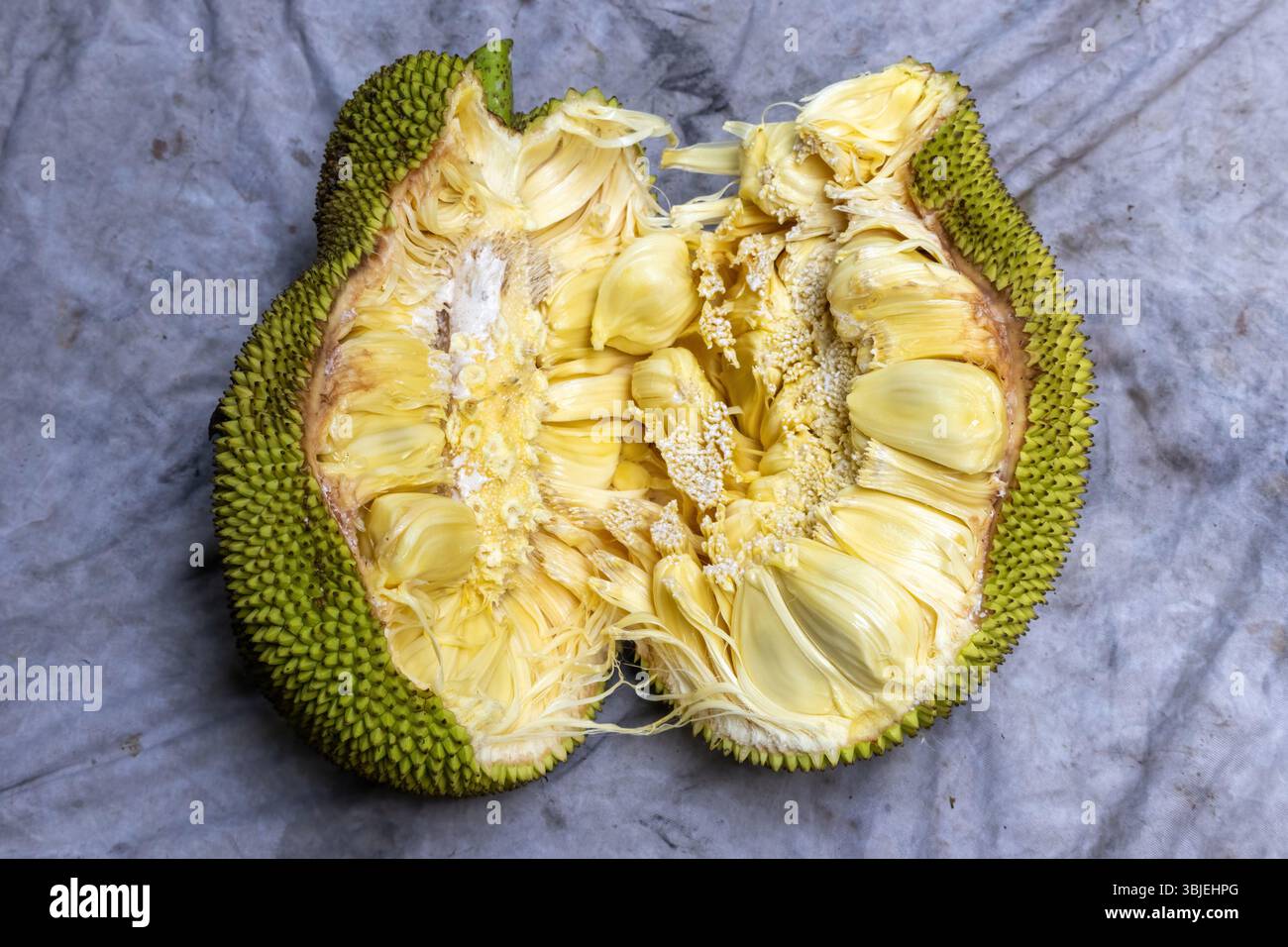 Ripe jackfruit interior with vibrant, fleshy, sweet pods. This tropical ...