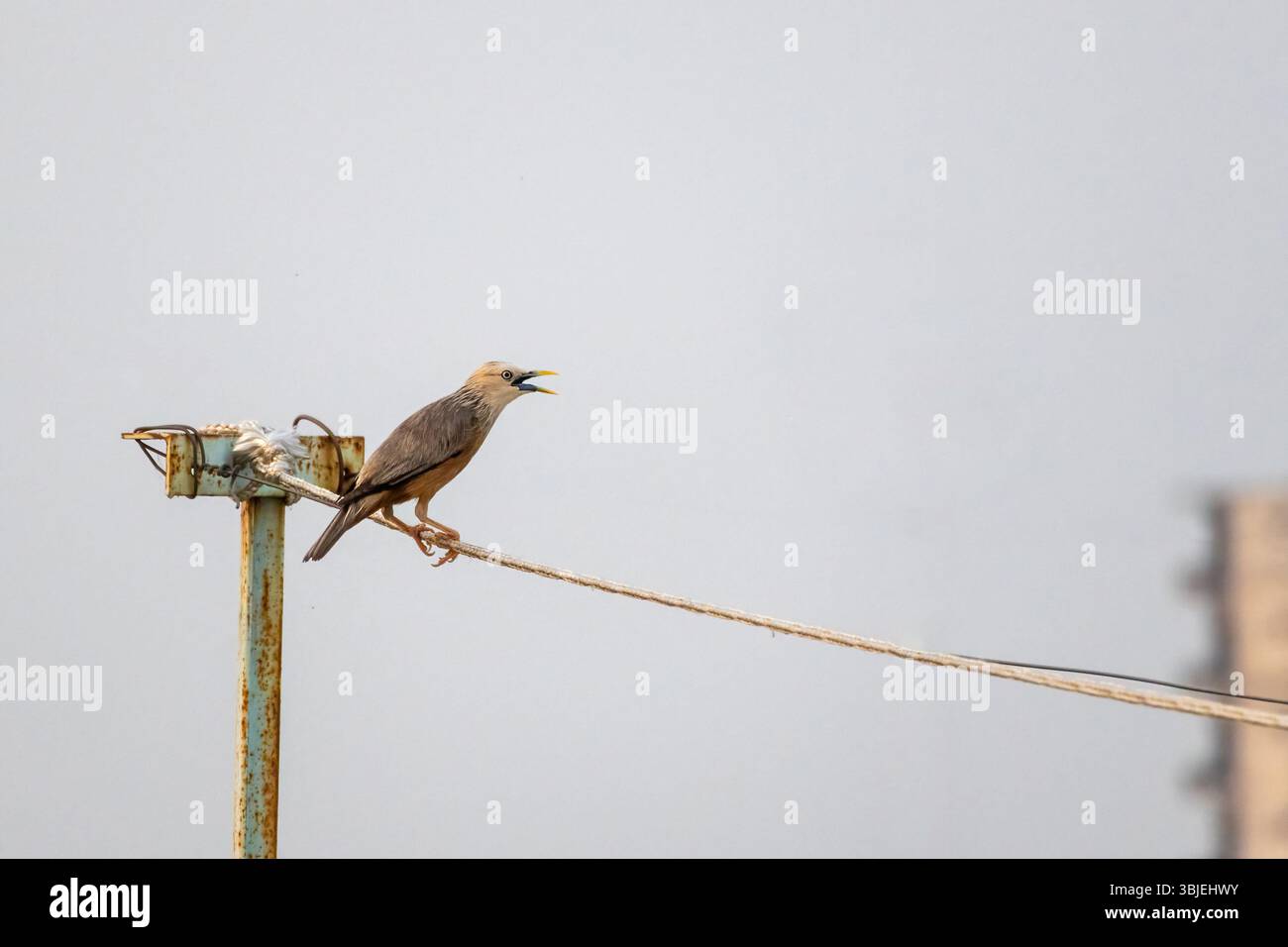 Chestnut-tailed Starling (Sturnia malabarica) bird perched on rope ...