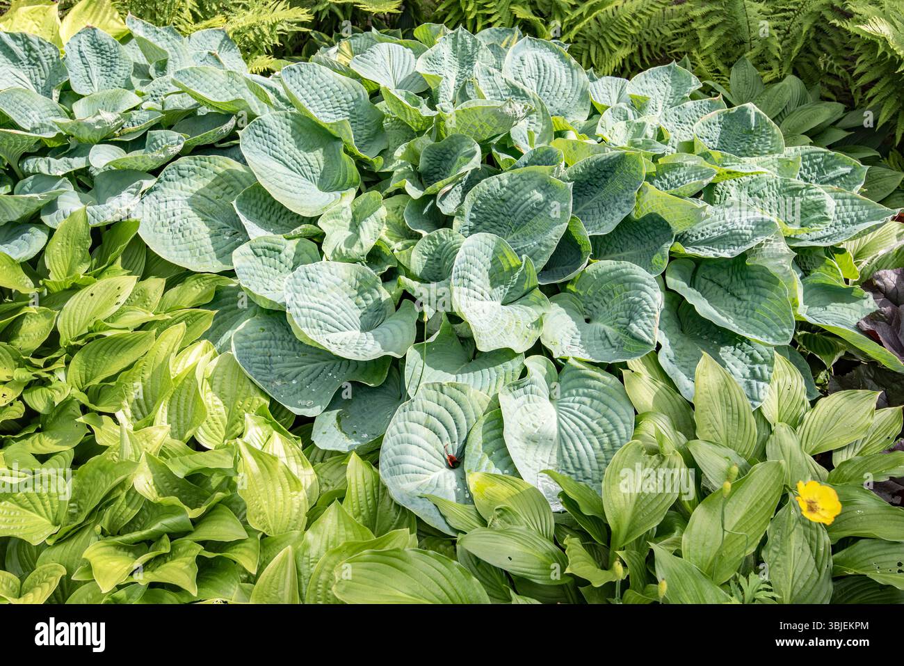 Hostas have benefited from a dry Spring in the UK in 2025 with very ...