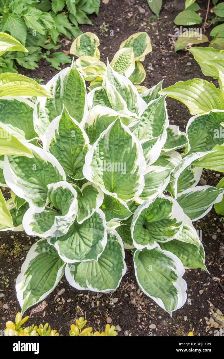 Hostas have benefited from a dry Spring in the UK in 2025 with very ...