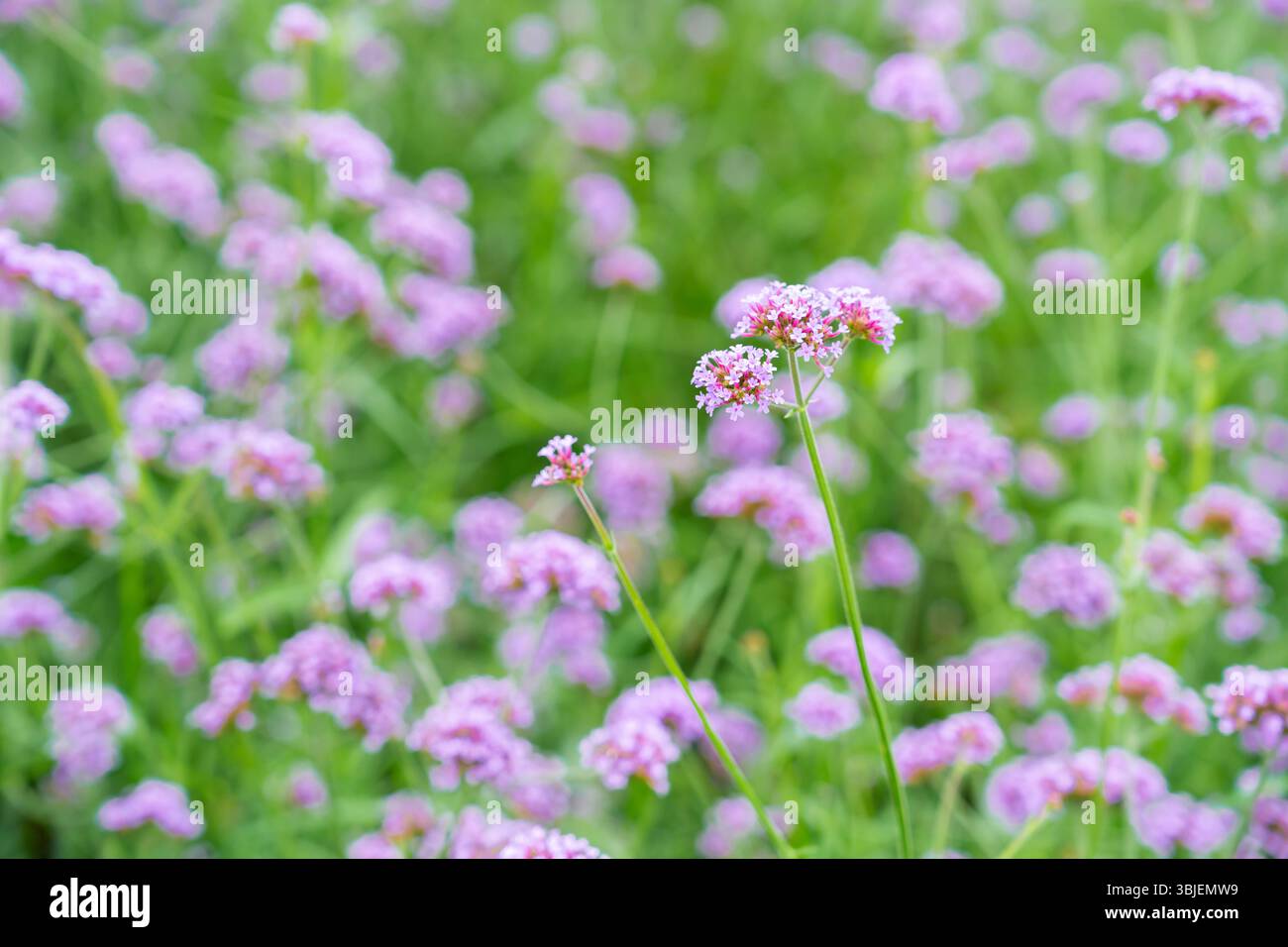 Purple Verbena bonariensis, also known as blue vervain 'Buenos Aires ...