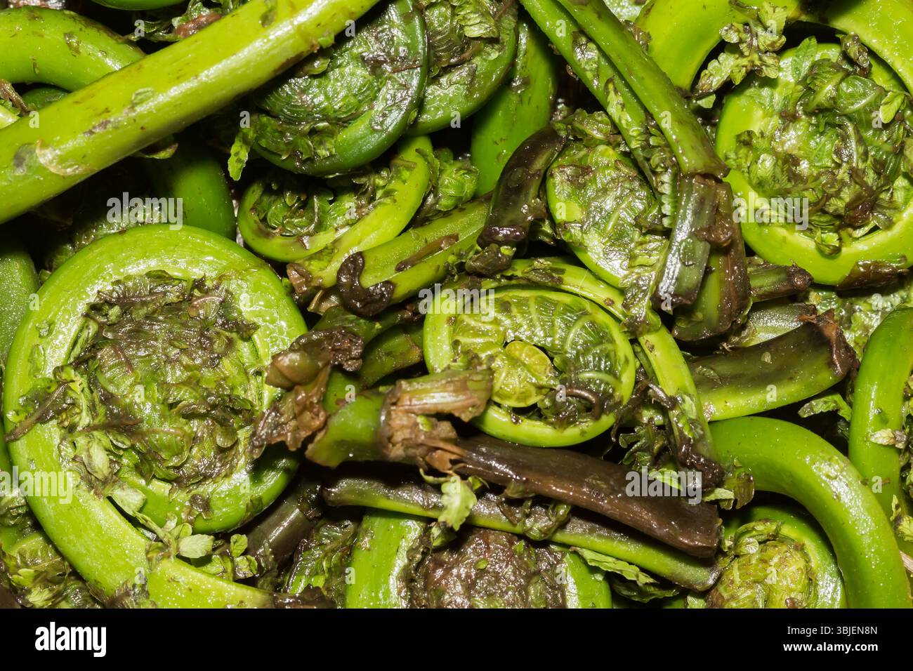 Sautéed Fiddlehead Ferns Stock Photo - Alamy