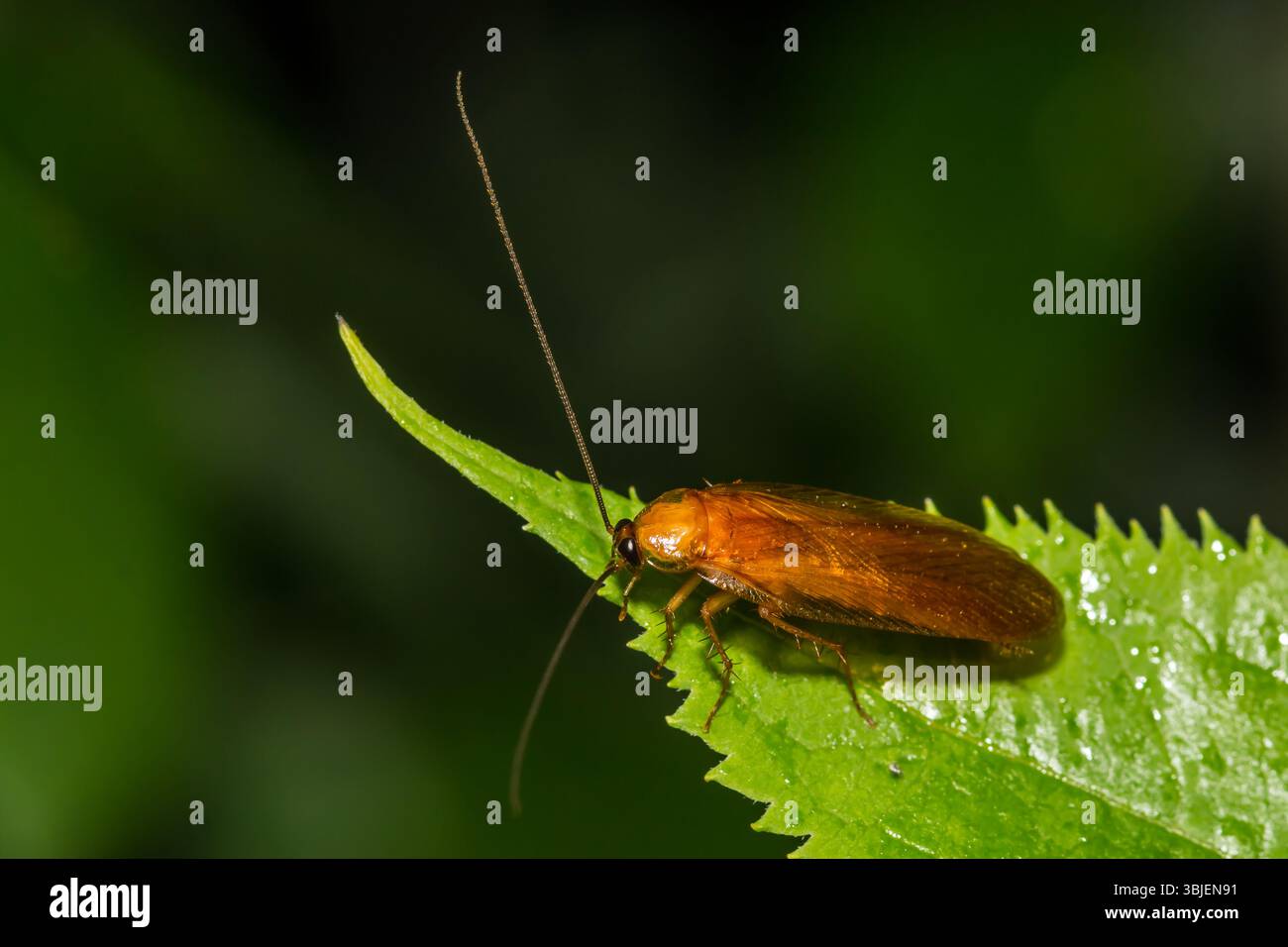 Virginia Wood Cockroach - Parcoblatta virginica Stock Photo - Alamy
