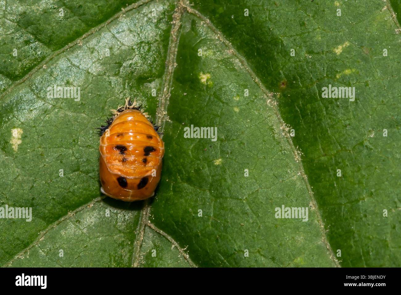 Asian Lady Beetle Pupa - Harmonia axyridis Stock Photo - Alamy