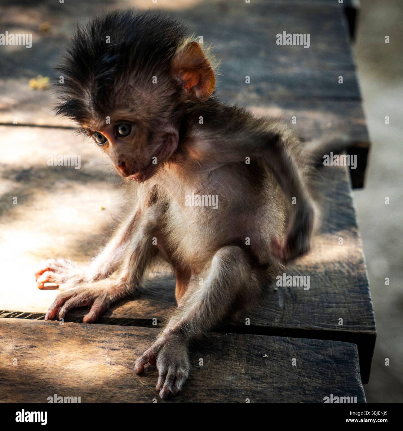 Sunlight casts soft shadows hi-res stock photography and images - Alamy