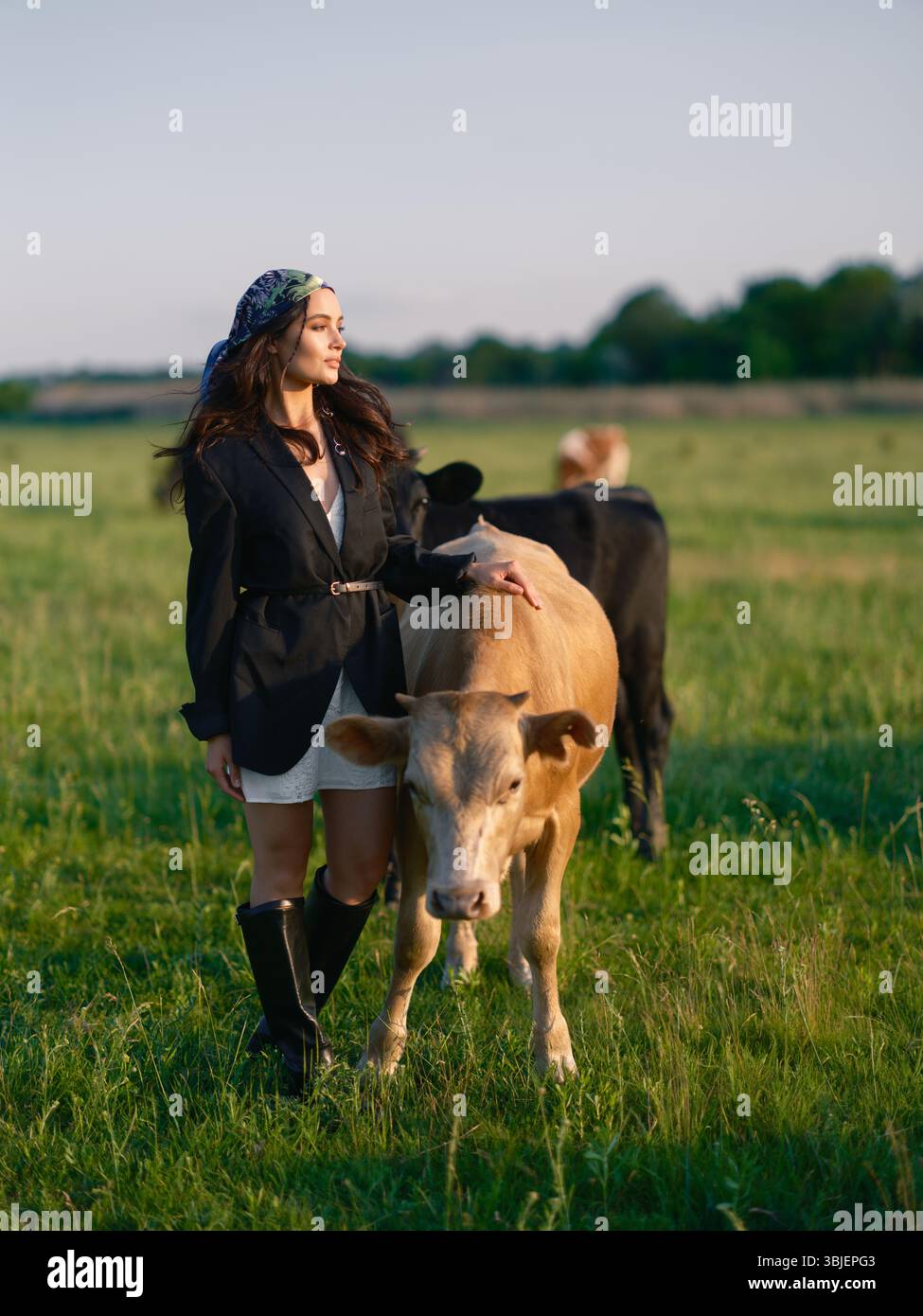 Young woman herding cows on a green pasture in the countryside. Rural ...