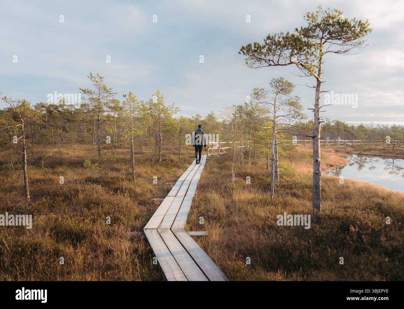 Man walking on Boardwalk through Kemeri Bog in Kemeri National Park ...
