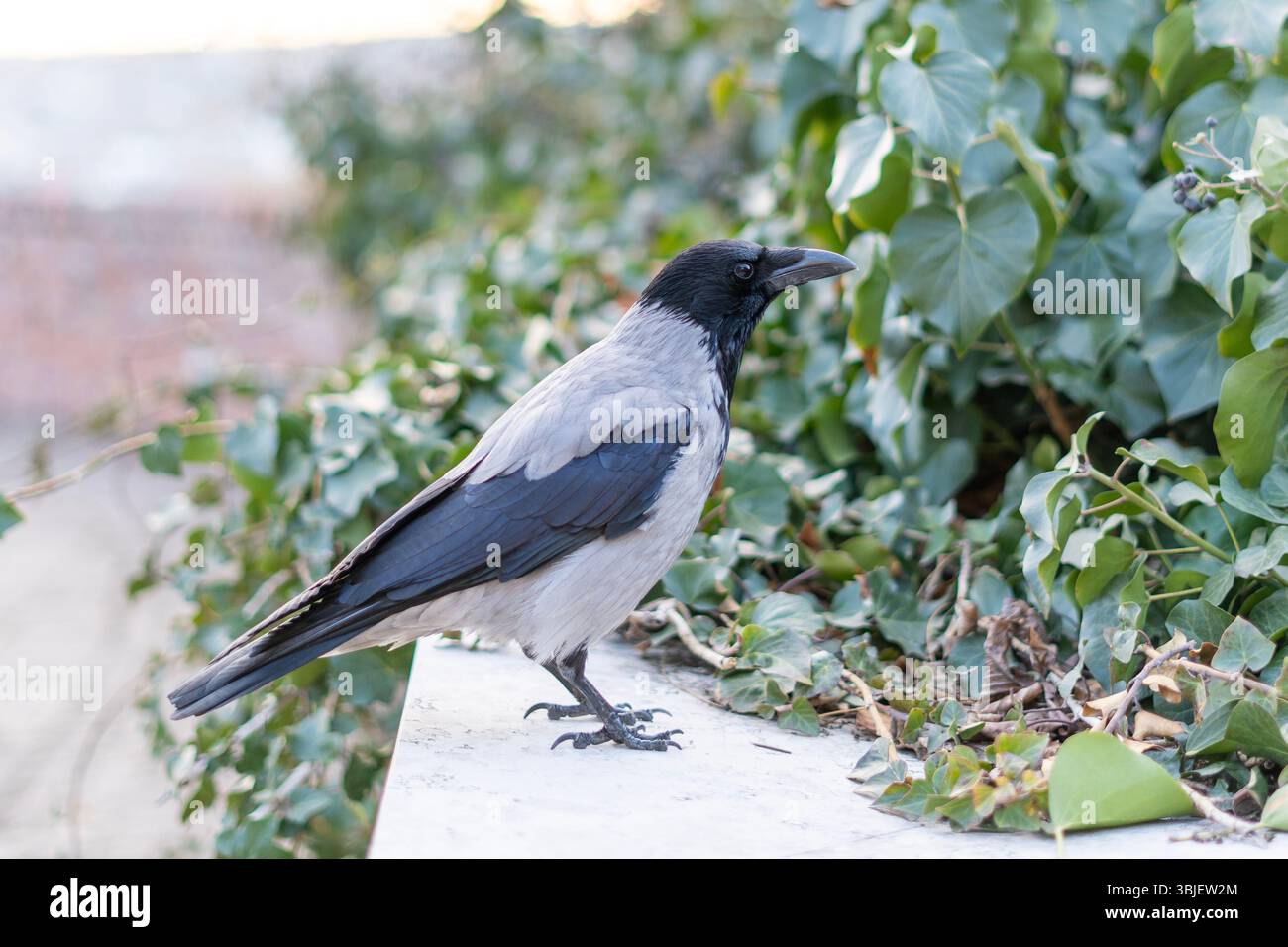 Hooded crow (Corvus cornix) sitting on a marble ledge with an amber ...