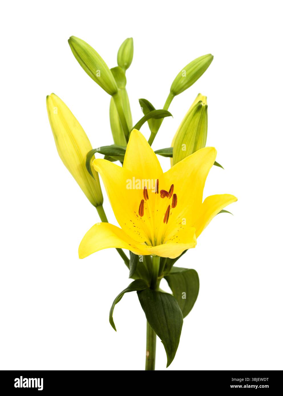 Prominent golden anthers hi-res stock photography and images - Alamy