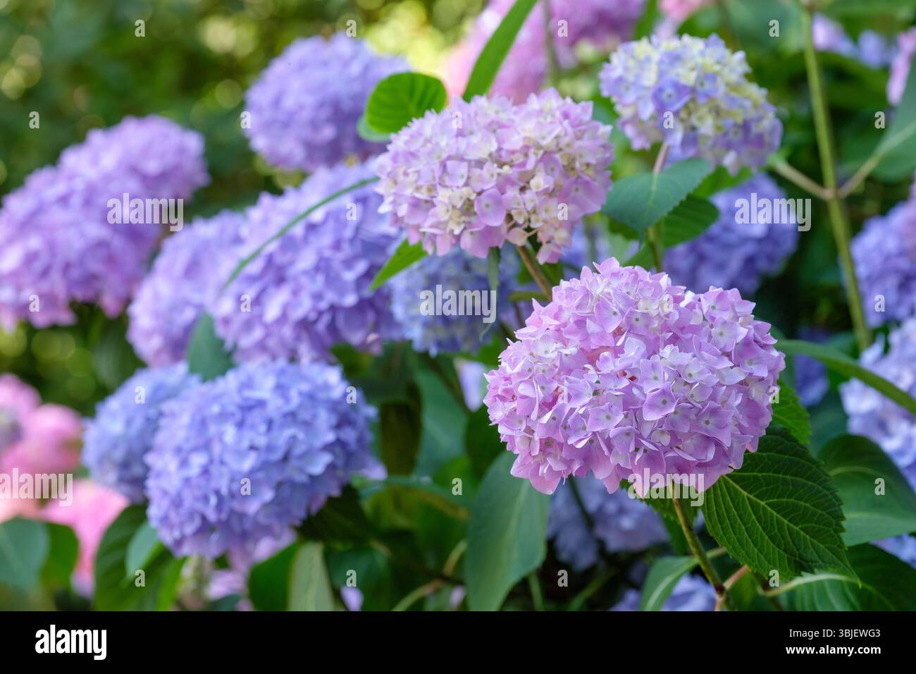 Ph dependent hi-res stock photography and images - Alamy