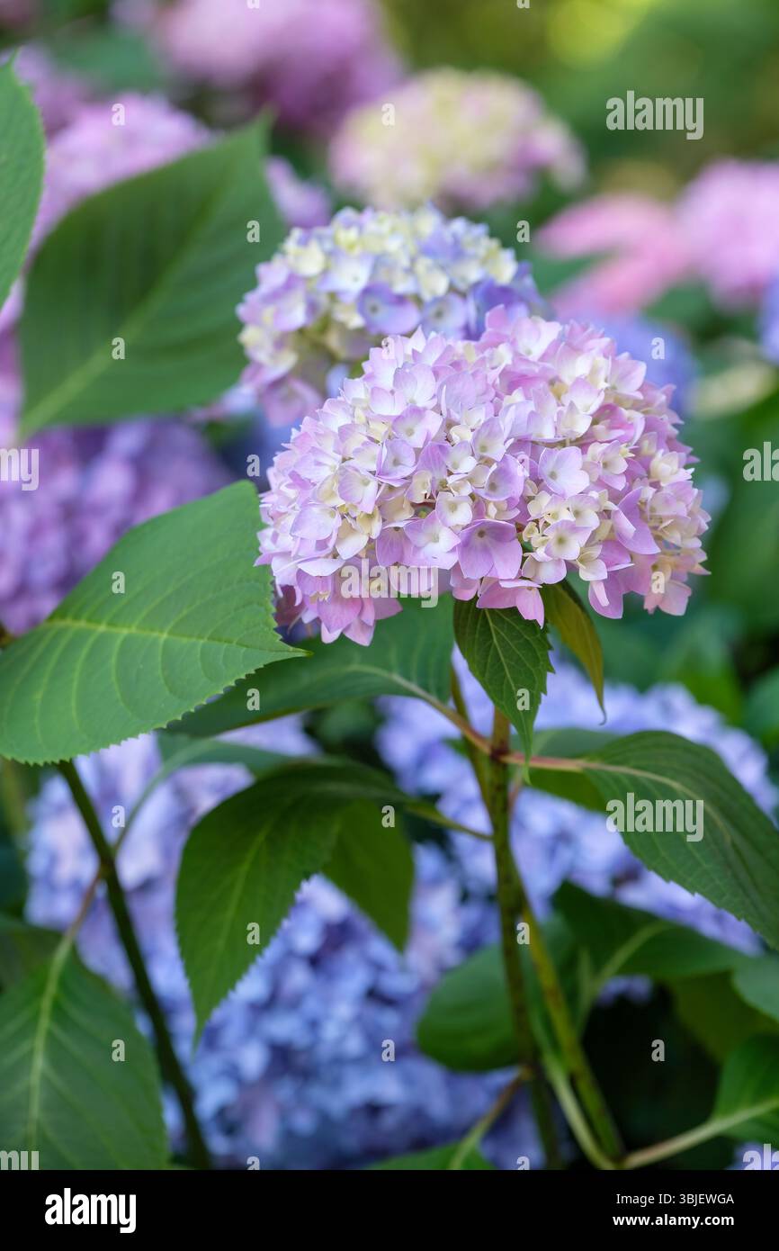 Soil ph dependent colour hi-res stock photography and images - Alamy