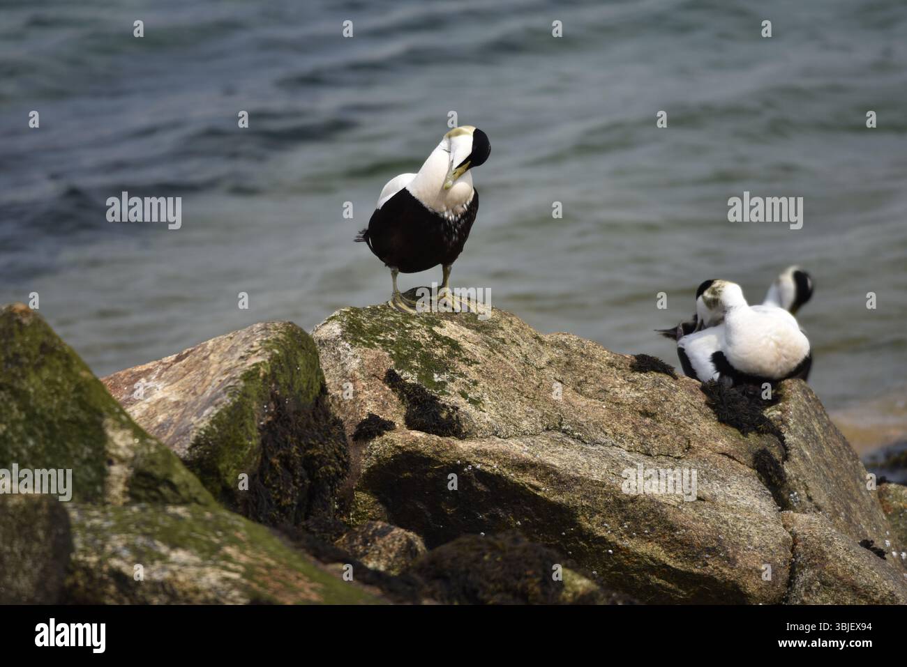 3 x male common eiders hi-res stock photography and images - Alamy