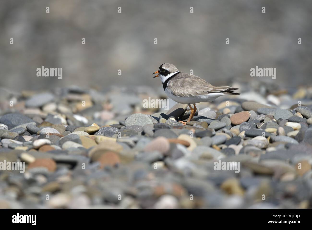 Common Ringed Plover (Charadrius hiaticula) Standing in Left-Profile on ...