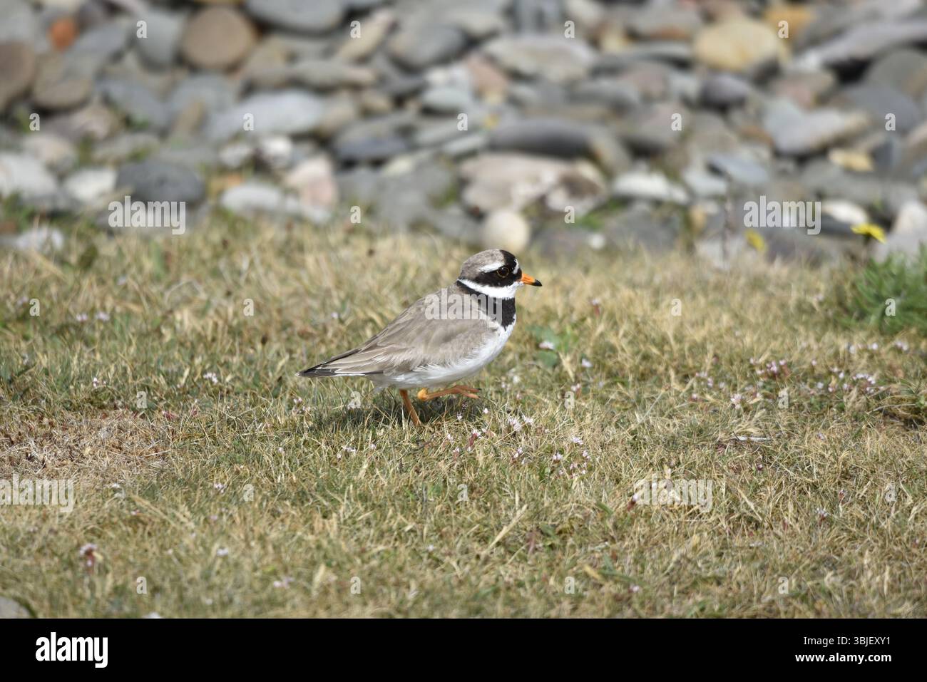 Common Ringed Plover (Charadrius hiaticula) Walking on Short Grass ...