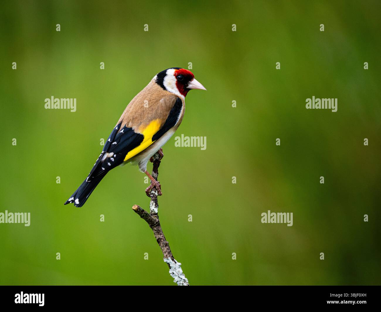 Goldfinch in summer in mid Wales Stock Photo - Alamy
