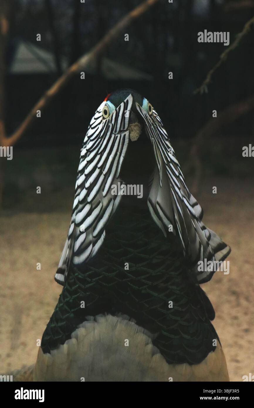 Silver Pheasant Back View with Unique Plumage, Pheasant's Striking ...