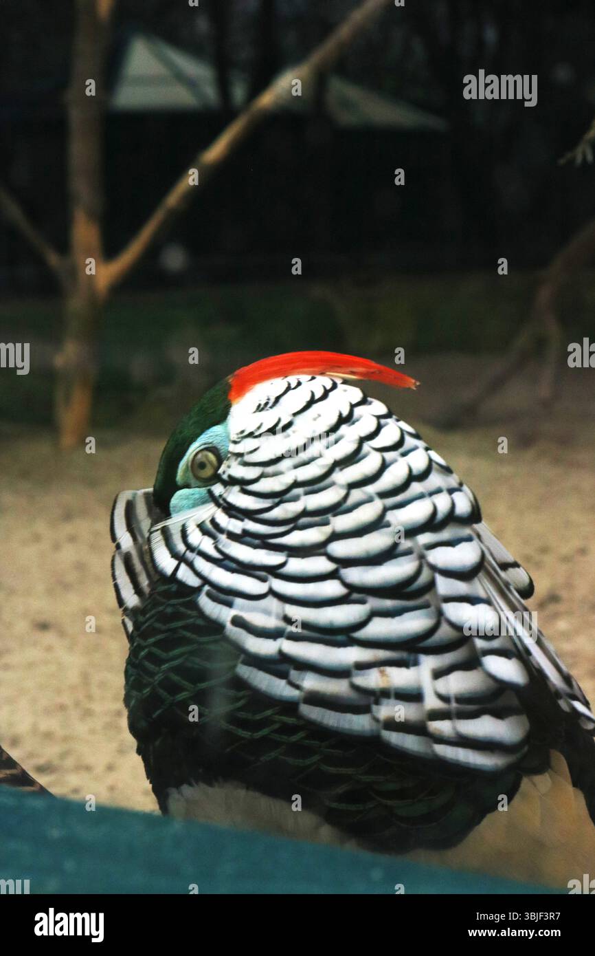 Elegant crest bird hi-res stock photography and images - Alamy