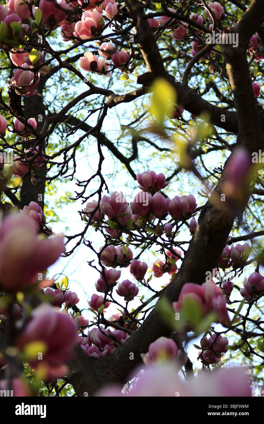 Pink Magnolia Blossoms in Spring, Springtime Magnolia Tree Canopy ...