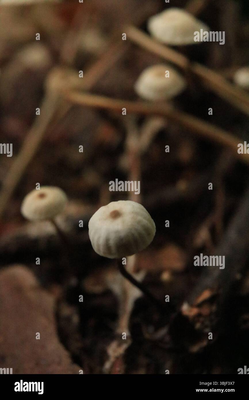 Forest Floor Fungi, Tiny Mushrooms in Autumn Leaves, Hidden Gems of the ...