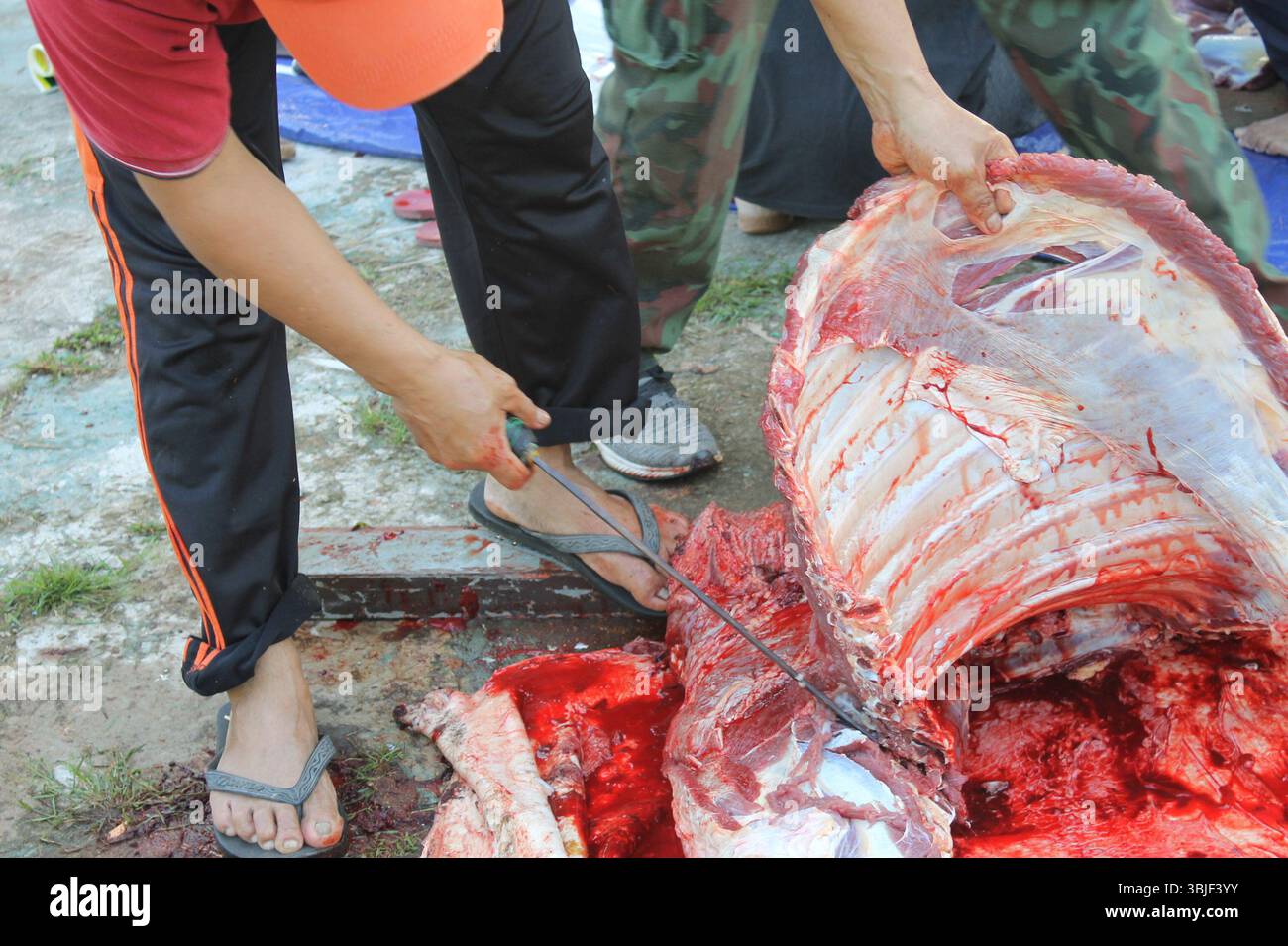 A team of men butcher a bull's carcass, separating the ribs during the ...