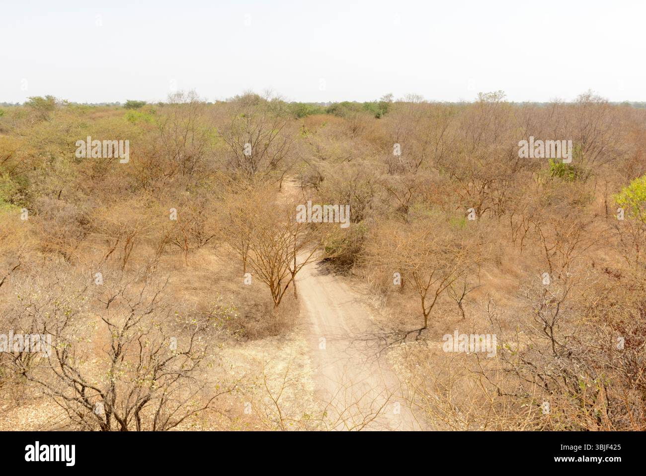 Typical landscape in the rural areas around Mbour featuring tree, shrub ...