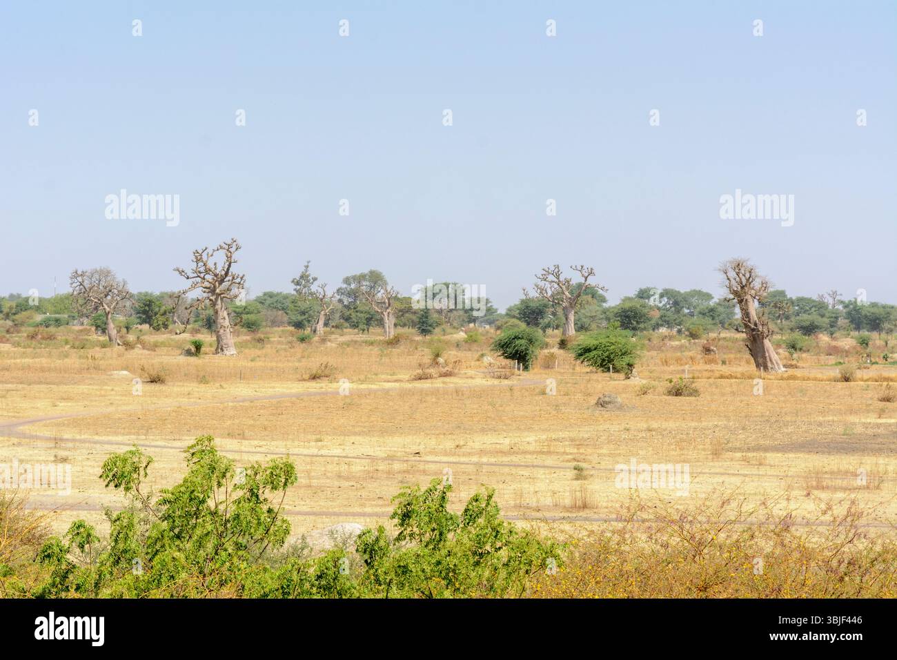 Typical landscape in the rural areas around Mbour featuring tree, shrub ...
