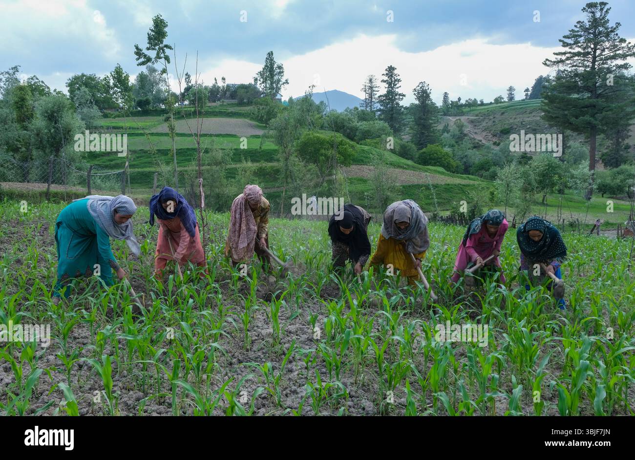 Vital livelihood hi-res stock photography and images - Alamy