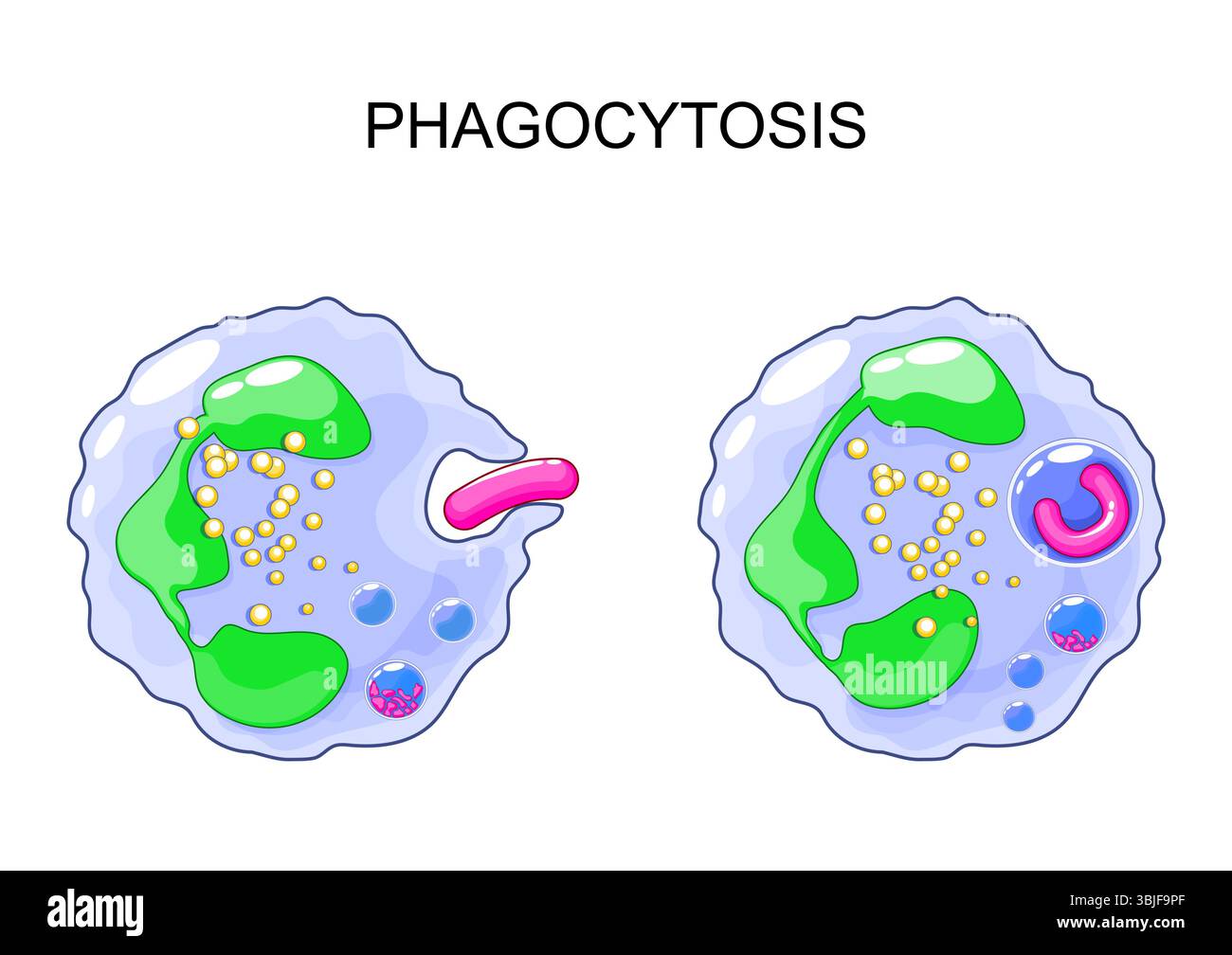 Microbial infection Cut Out Stock Images & Pictures - Alamy