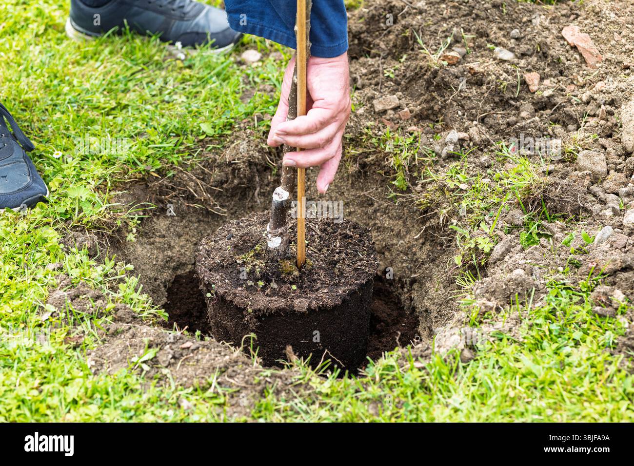 Tree planting action shot hi-res stock photography and images - Alamy
