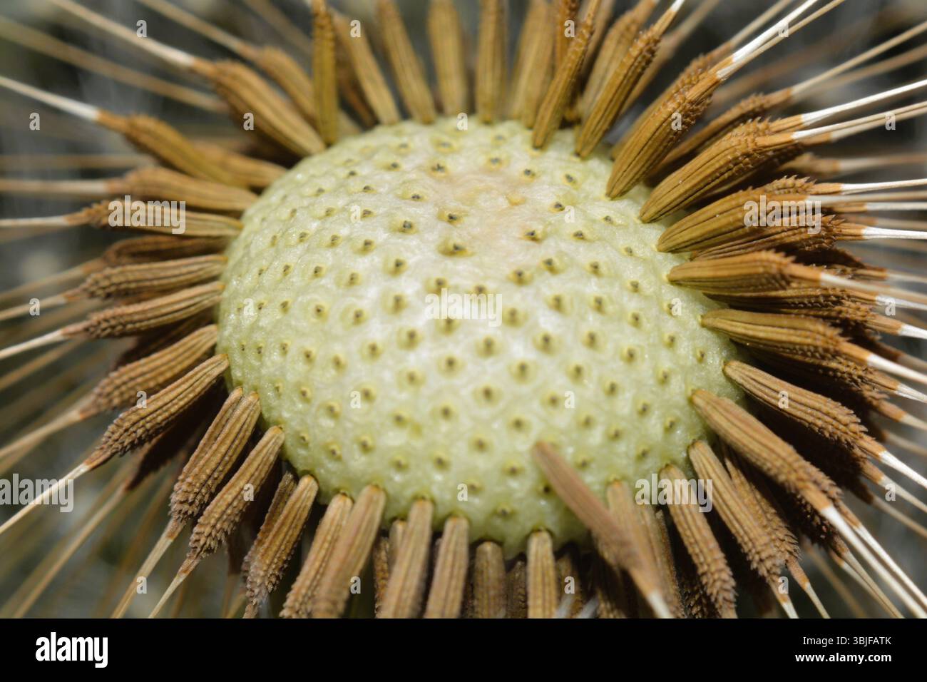 Extreme closeup showing how individual seeds (pappus) are attached to ...