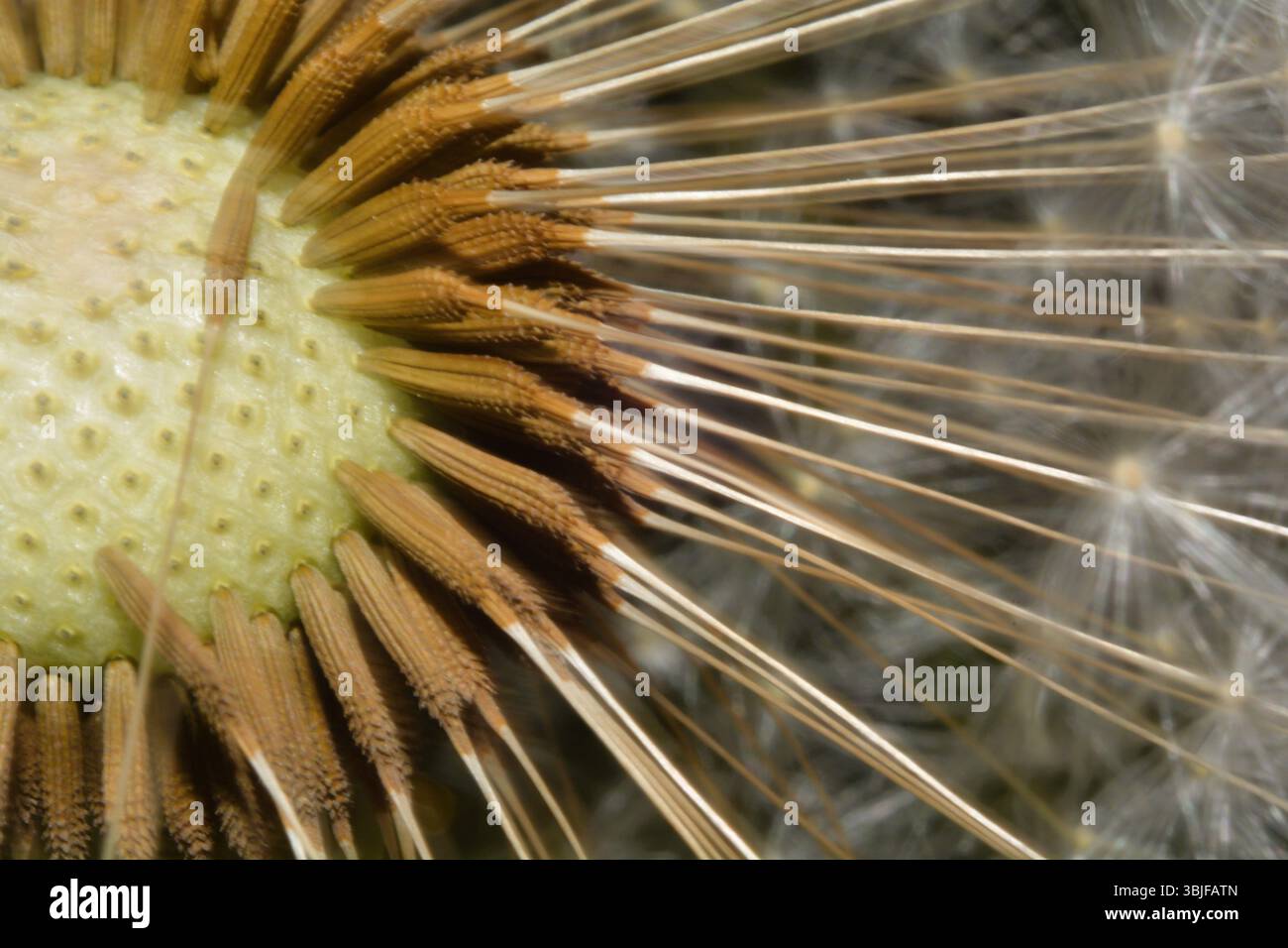 Extreme closeup showing how individual seeds (pappus) are attached to ...