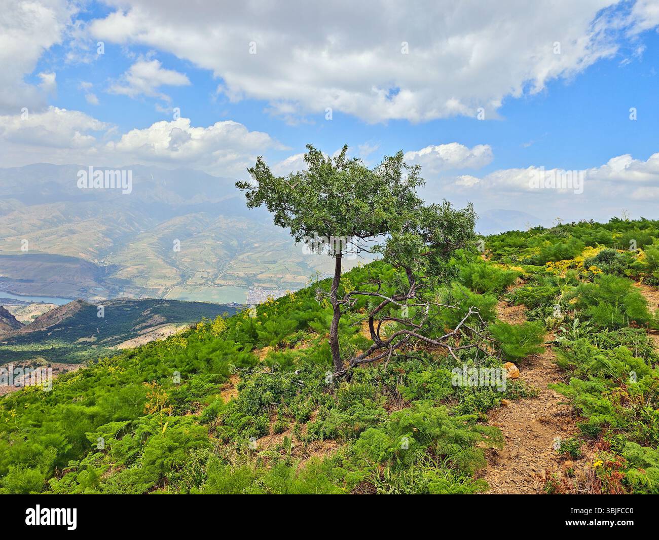A solitary, gnarled tree on a mountain slope during the descent from ...
